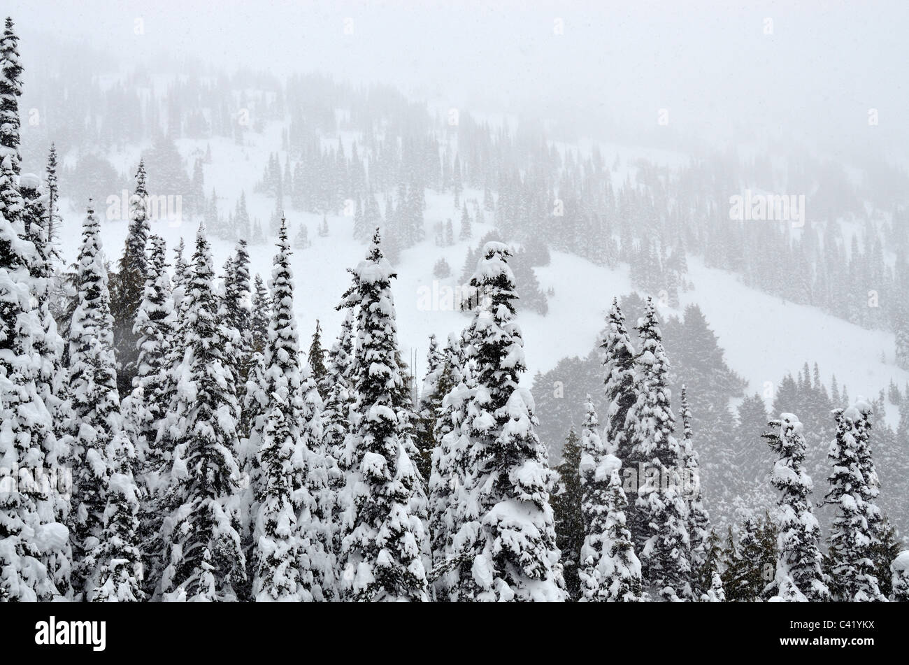 Pine trees in heavy snow Stock Photo - Alamy
