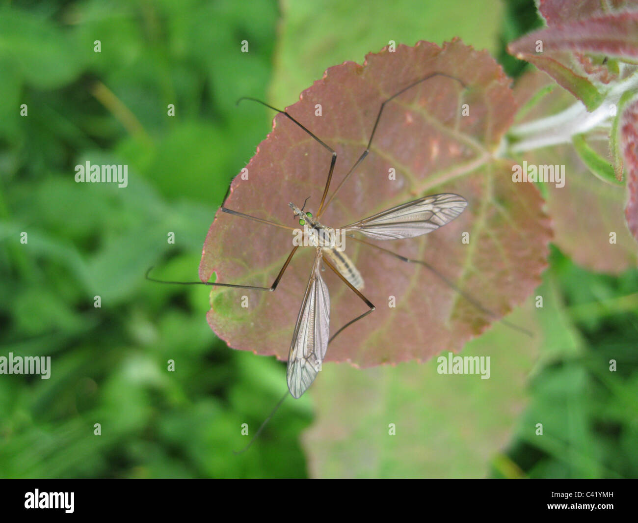 Cranefly tipula vernalis hi-res stock photography and images - Alamy