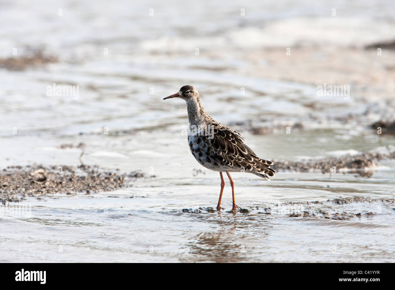 Male ruff in breeding plumage hi-res stock photography and images - Alamy