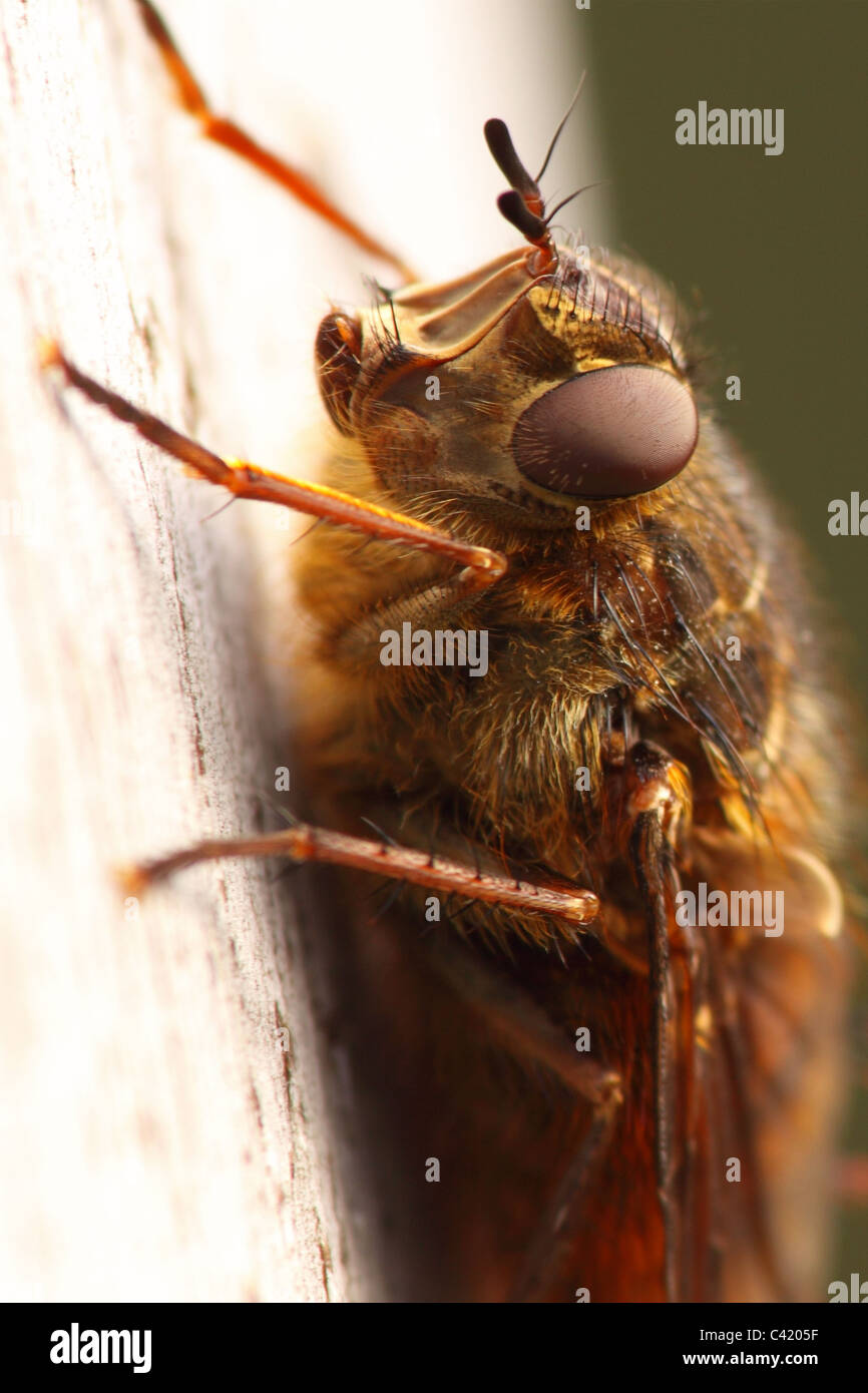 The large eyes of a New Zealand Cicada Stock Photo - Alamy