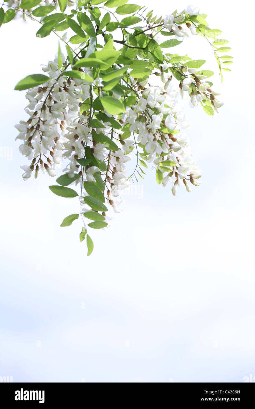The white flowers of Black Locust tree (Robinia pseudoacacia), a bee's ...
