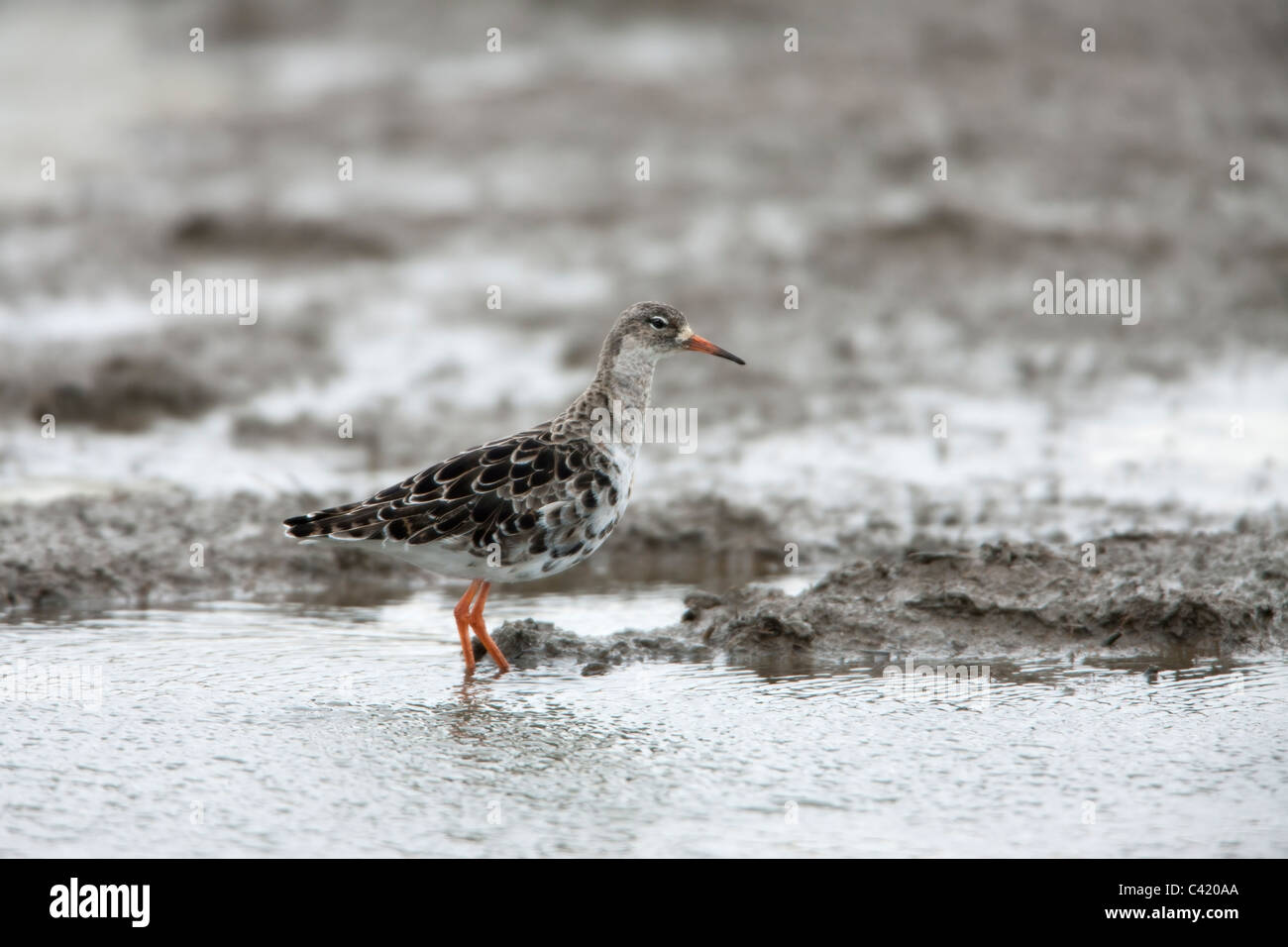 Ruff In Breeding Plumage High Resolution Stock Photography and Images ...