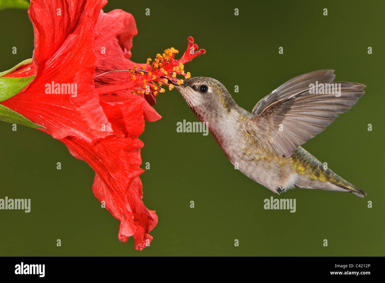 Hummingbird tongue hi-res stock photography and images - Alamy