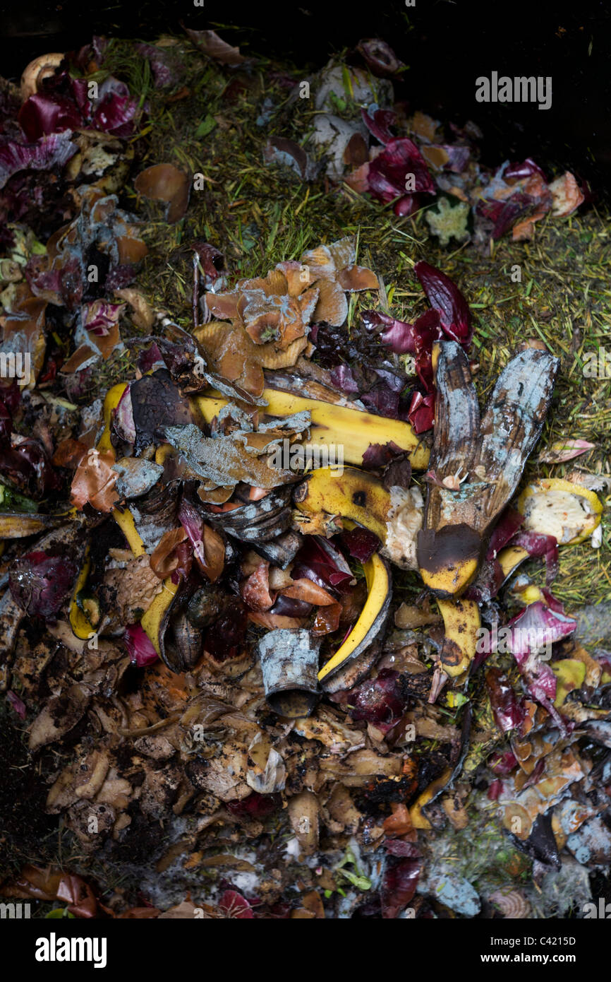 Detail of organic vegetable and fruit matter decomposing inside a home ...