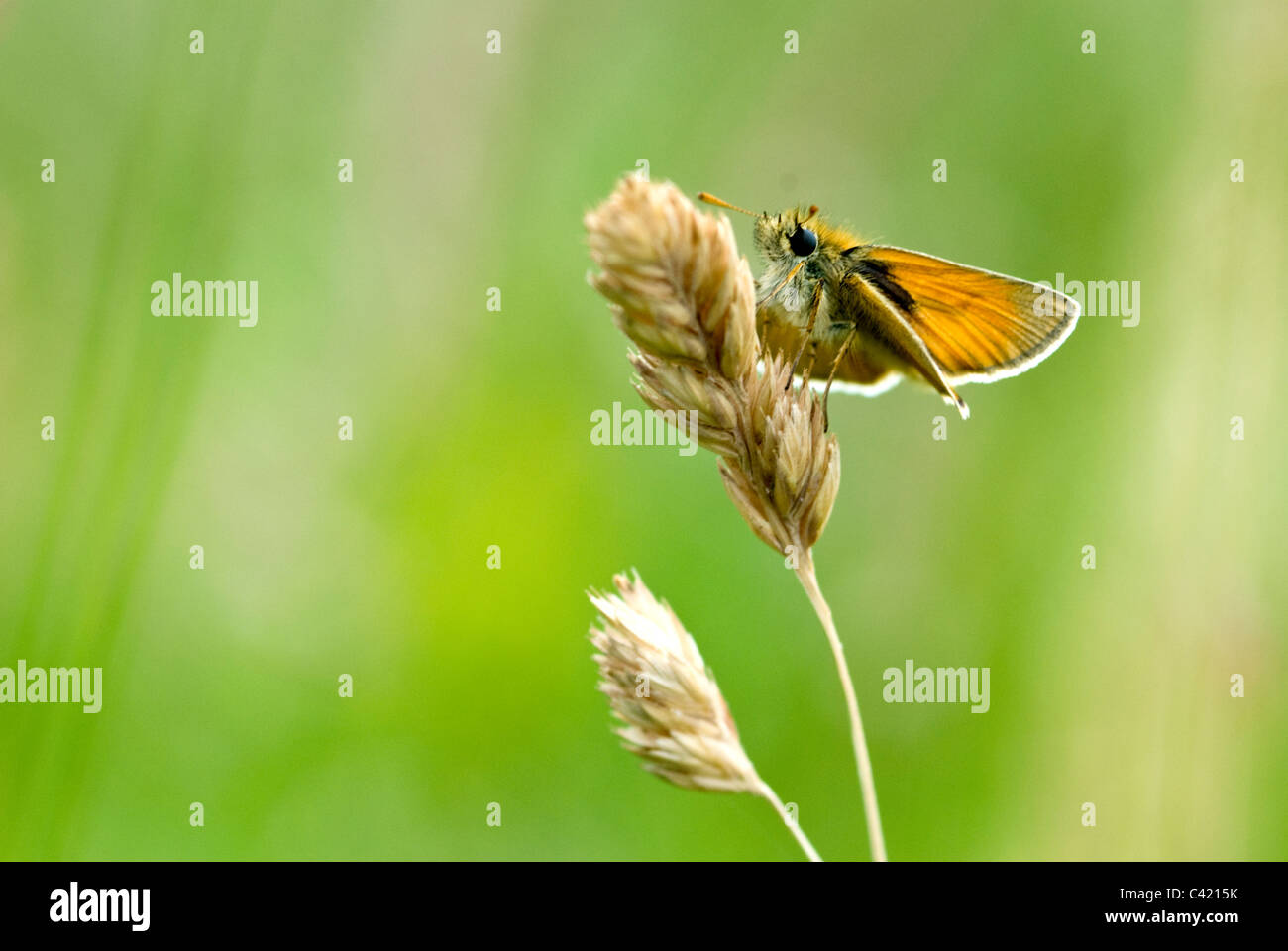 small skipper butterfly Stock Photo - Alamy