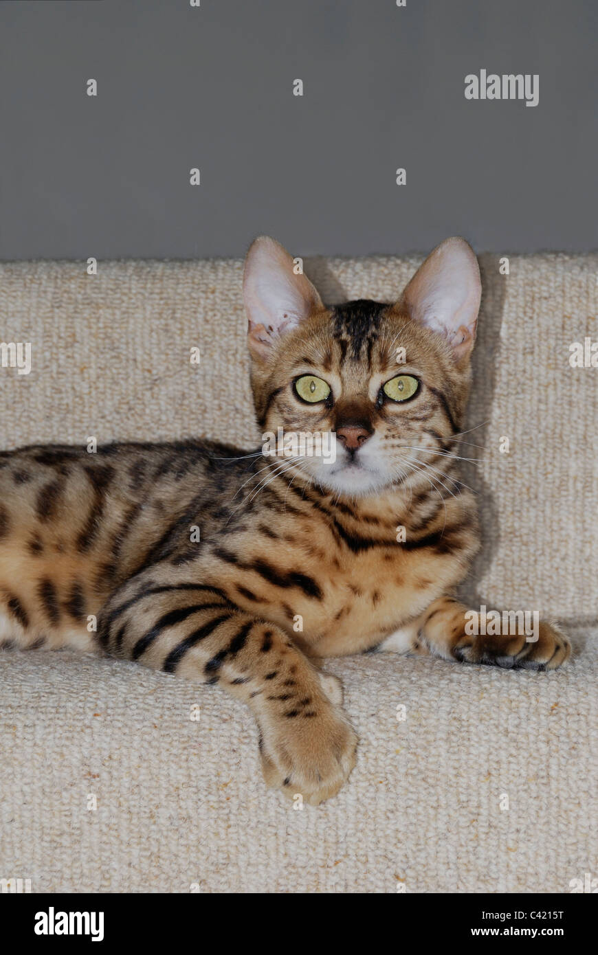 Domestic Leopard Cat. Bengal cat breed. Lying on carpeted step Stock ...