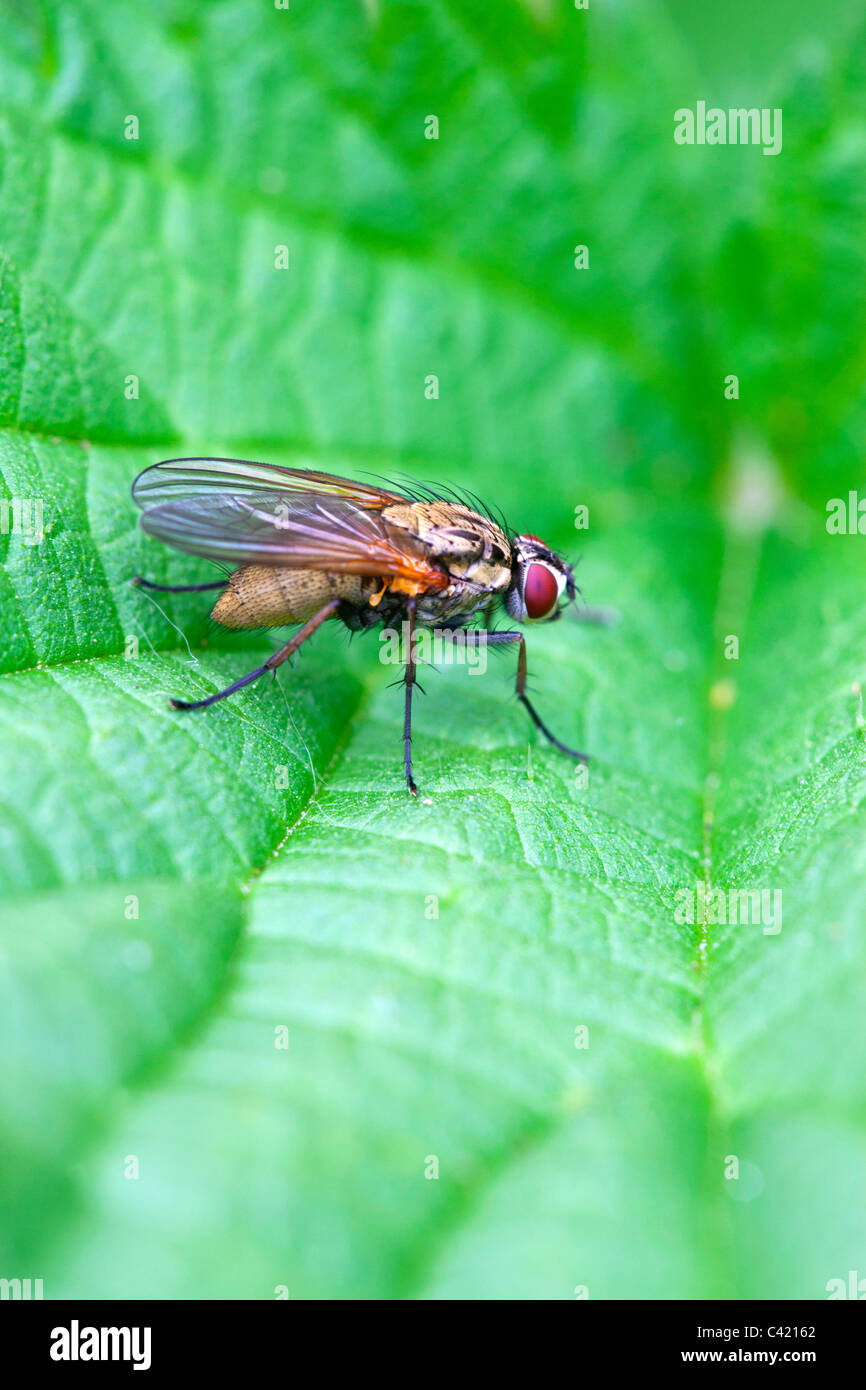 Tachinidae hi-res stock photography and images - Alamy