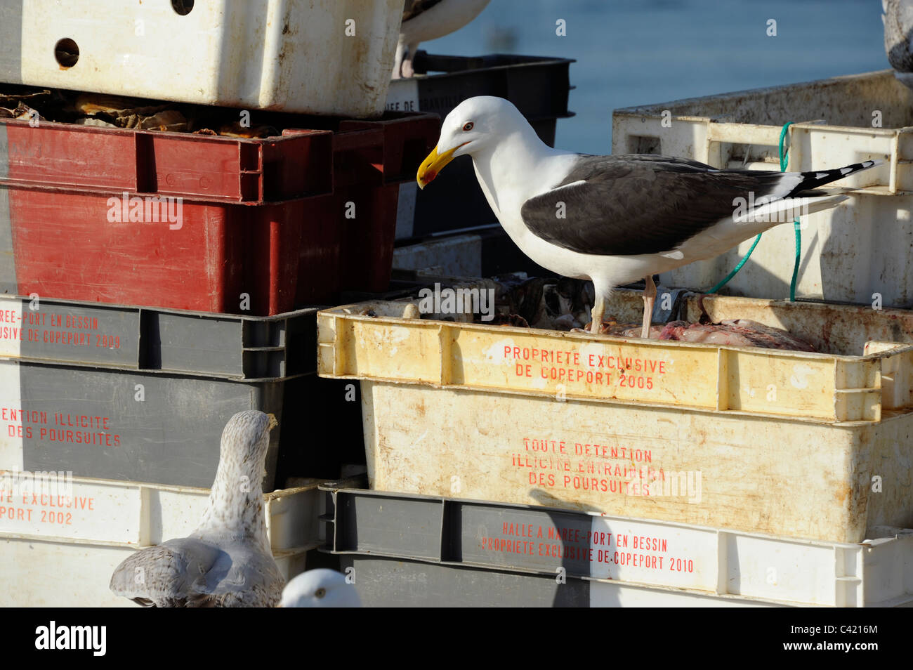 Seagull Eating Garbage High Resolution Stock Photography and Images - Alamy