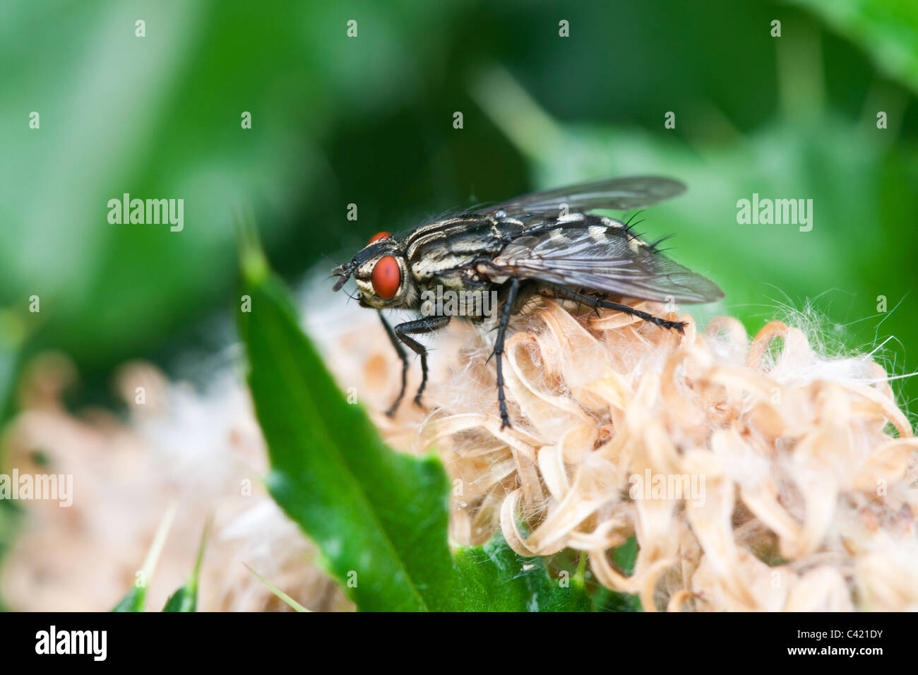 Sarcophage hi-res stock photography and images - Alamy