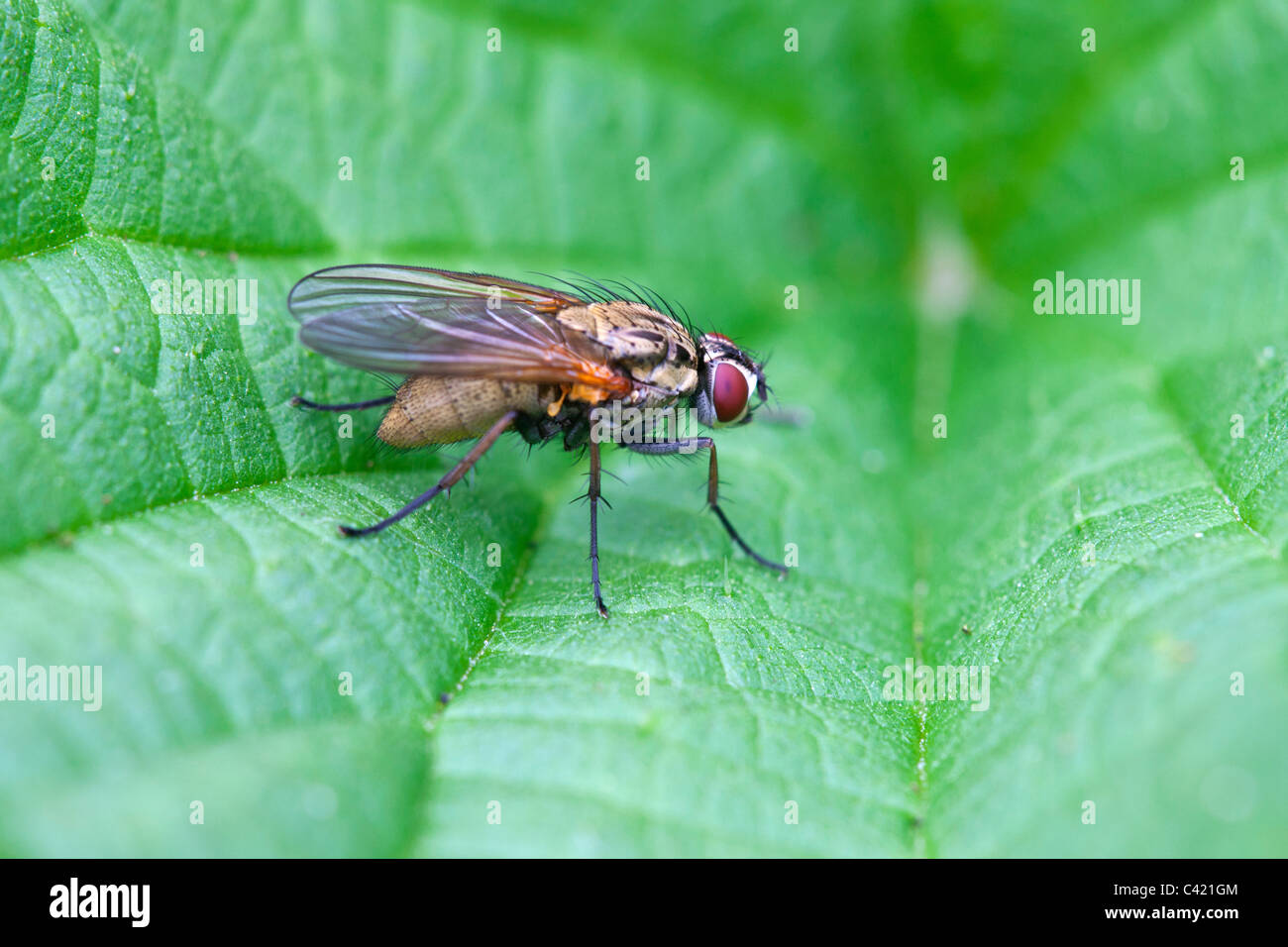 Tachinidae hi-res stock photography and images - Alamy