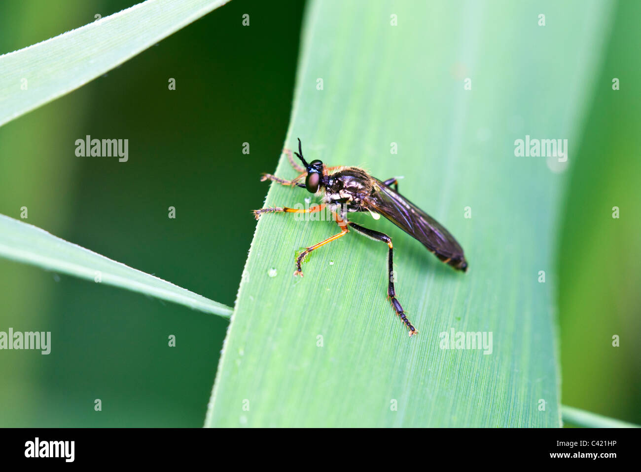 Conopid fly hi-res stock photography and images - Alamy