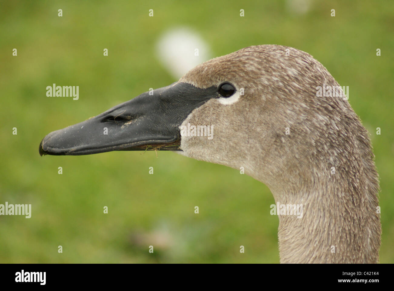 A cygnet in London Stock Photo - Alamy