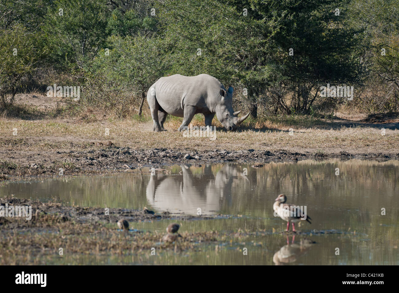 Reflection of a White Rhinoceros in water Stock Photo - Alamy