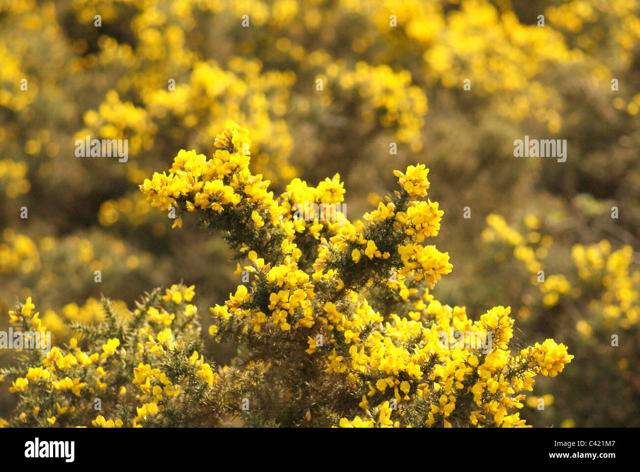 Gorse plant hi-res stock photography and images - Alamy