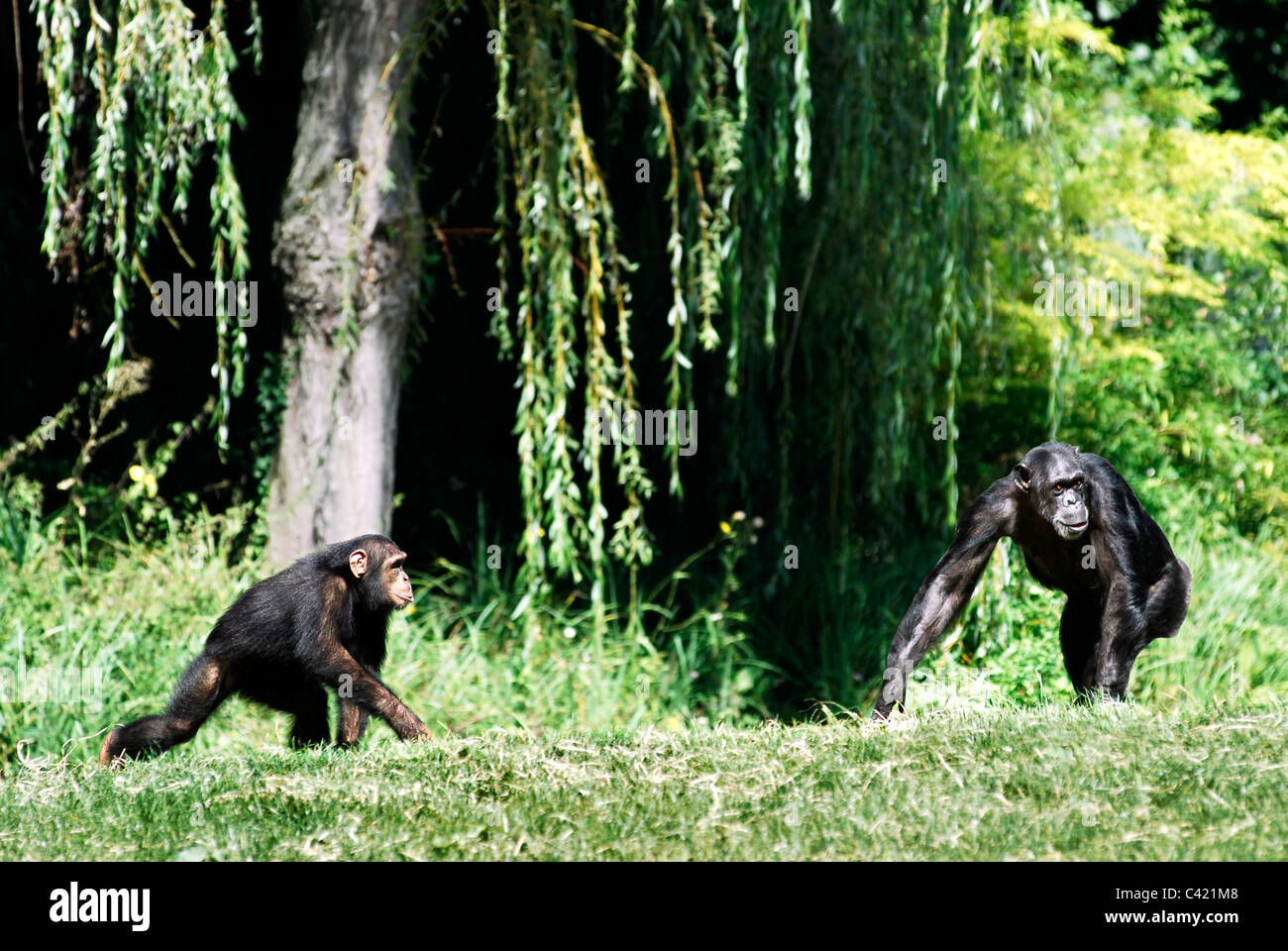 Two chimpanzees (Pan troglodytes) walking on grass Stock Photo - Alamy