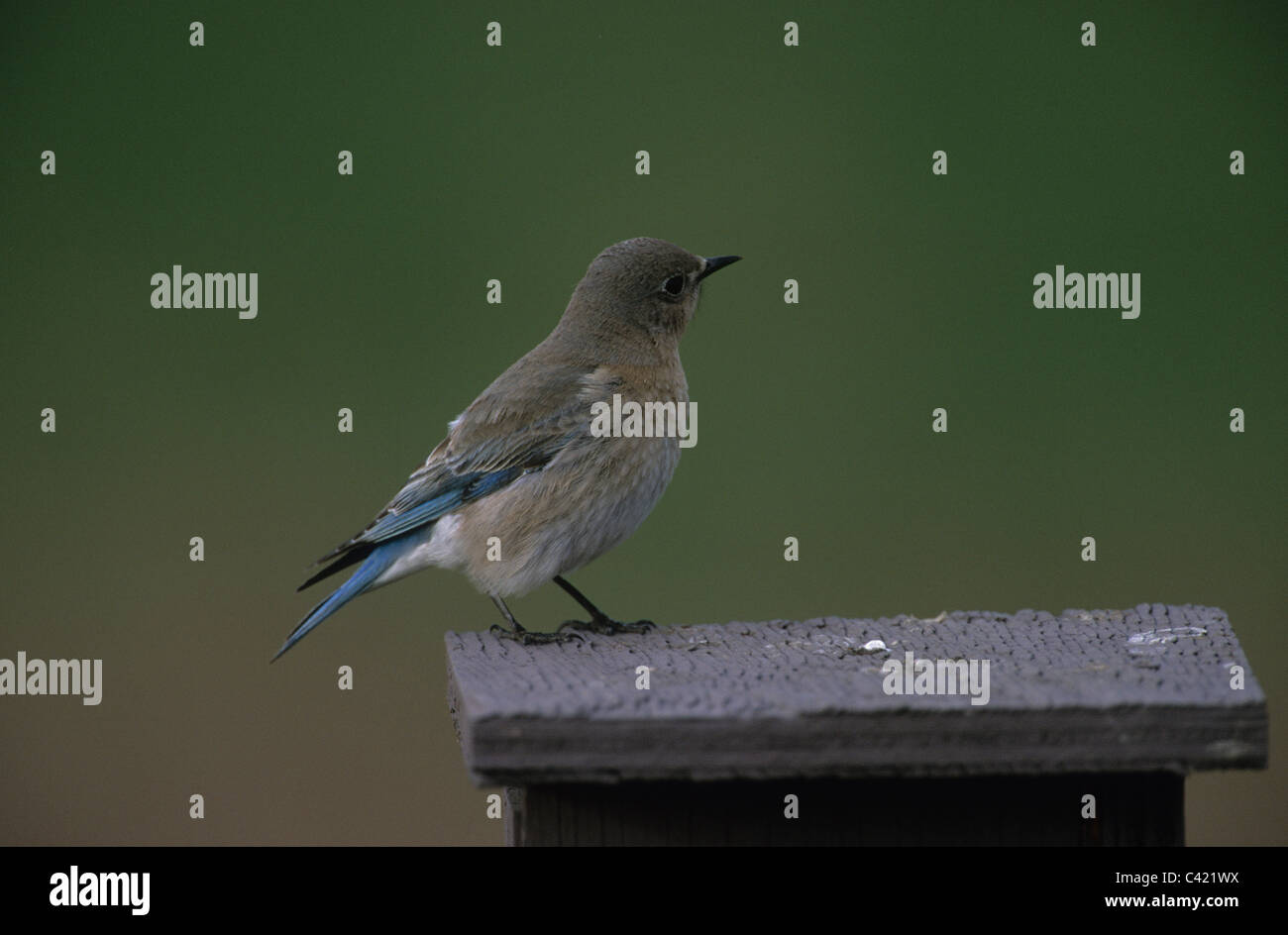 Western bluebird female hi-res stock photography and images - Alamy