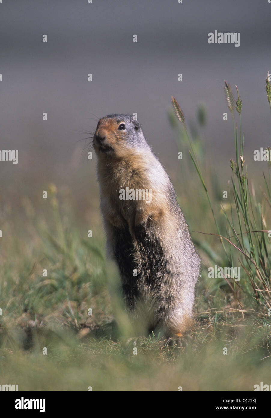 Richardson's Ground Squirrel (Spermophilus richardsonii), Banff National Park, Alberta, Canada ...