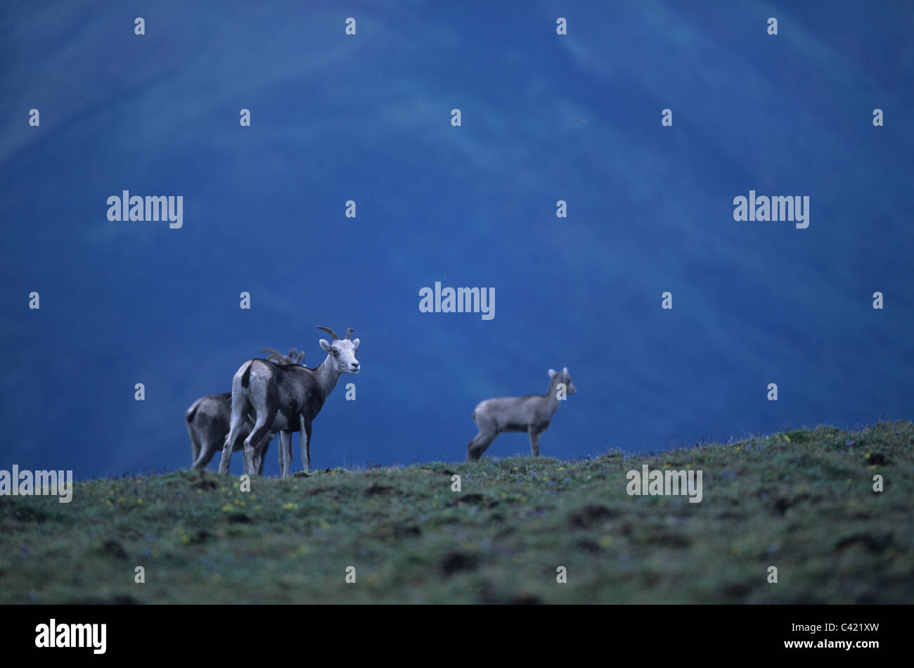 Dall's Sheep (Stone Sheep) (Ovis dalli), Muskwa-Kechika, British ...