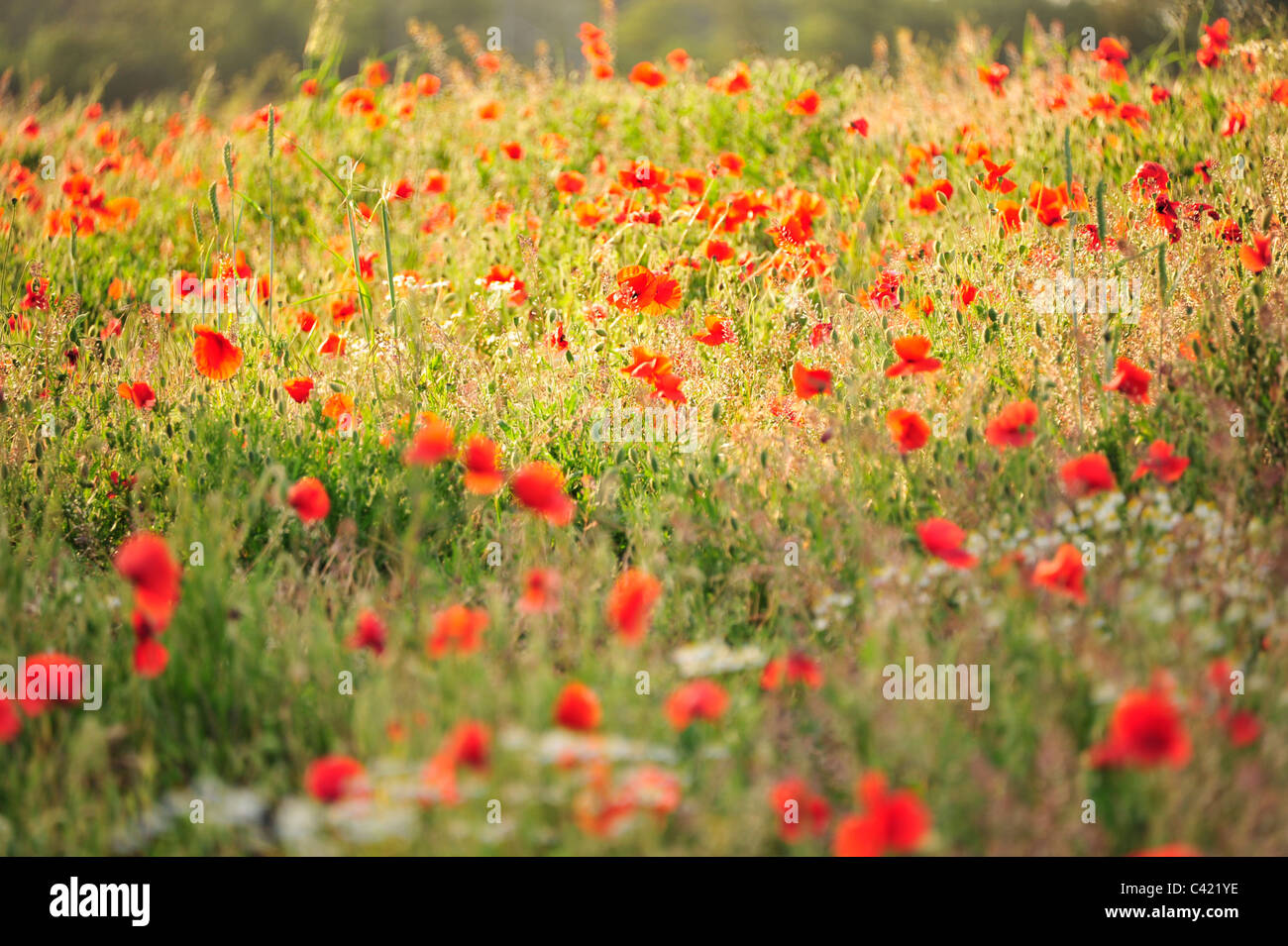 Wild poppy field Stock Photo - Alamy