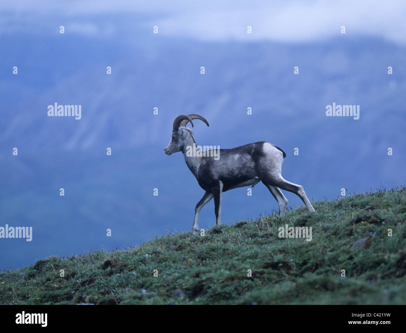 Dall's Sheep (Stone Sheep) (Ovis dalli), Muskwa-Kechika, British ...