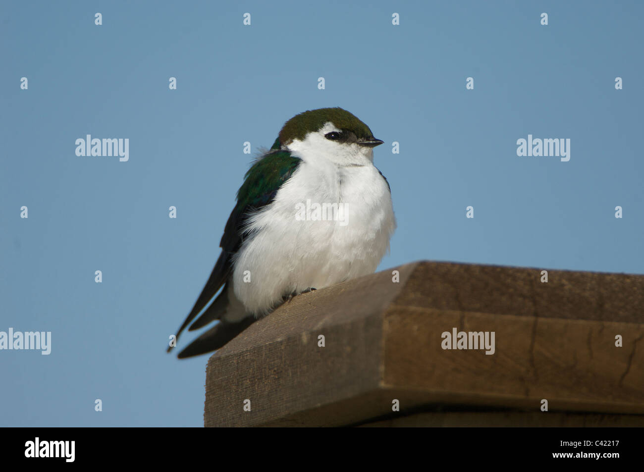 Violet-green Swallow (Tachycineta thalassina), British Columbia, Canada ...