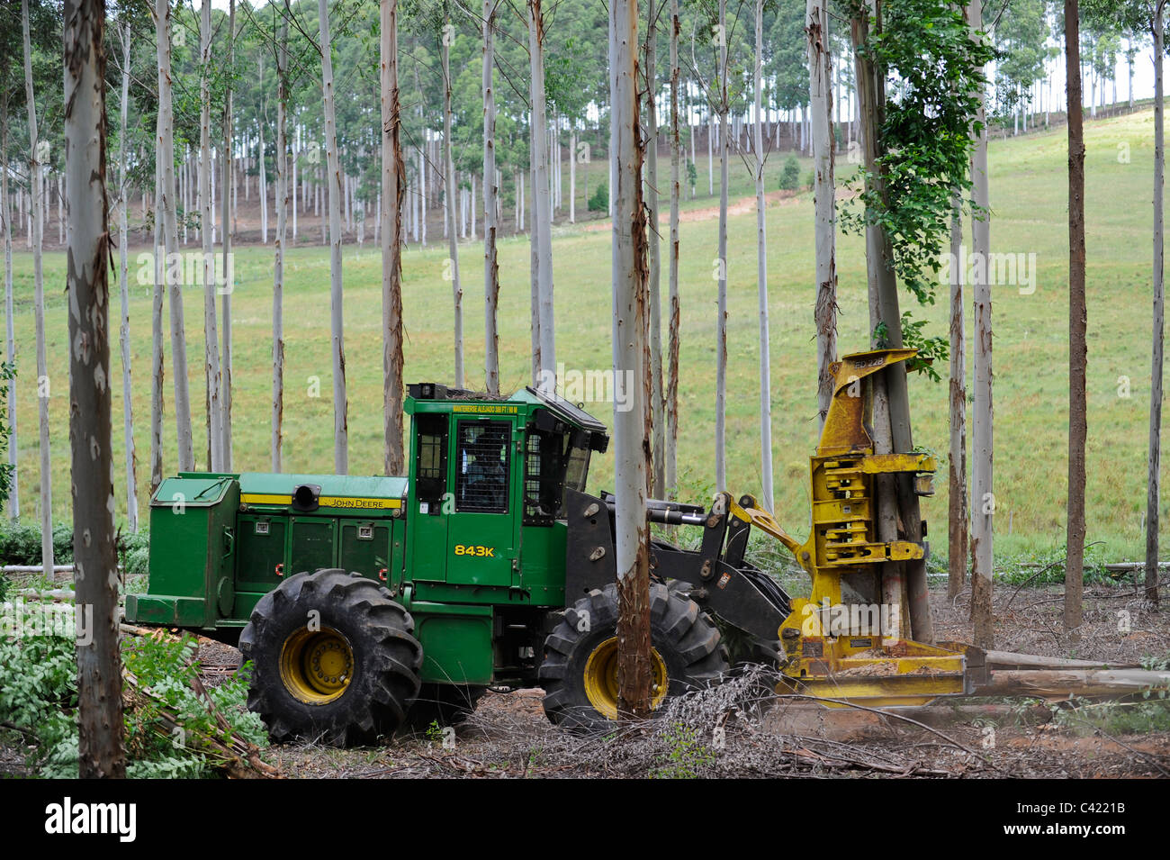 URUGUAY Rivera , FSC eucalyptus grande forest of company Urufor for ...