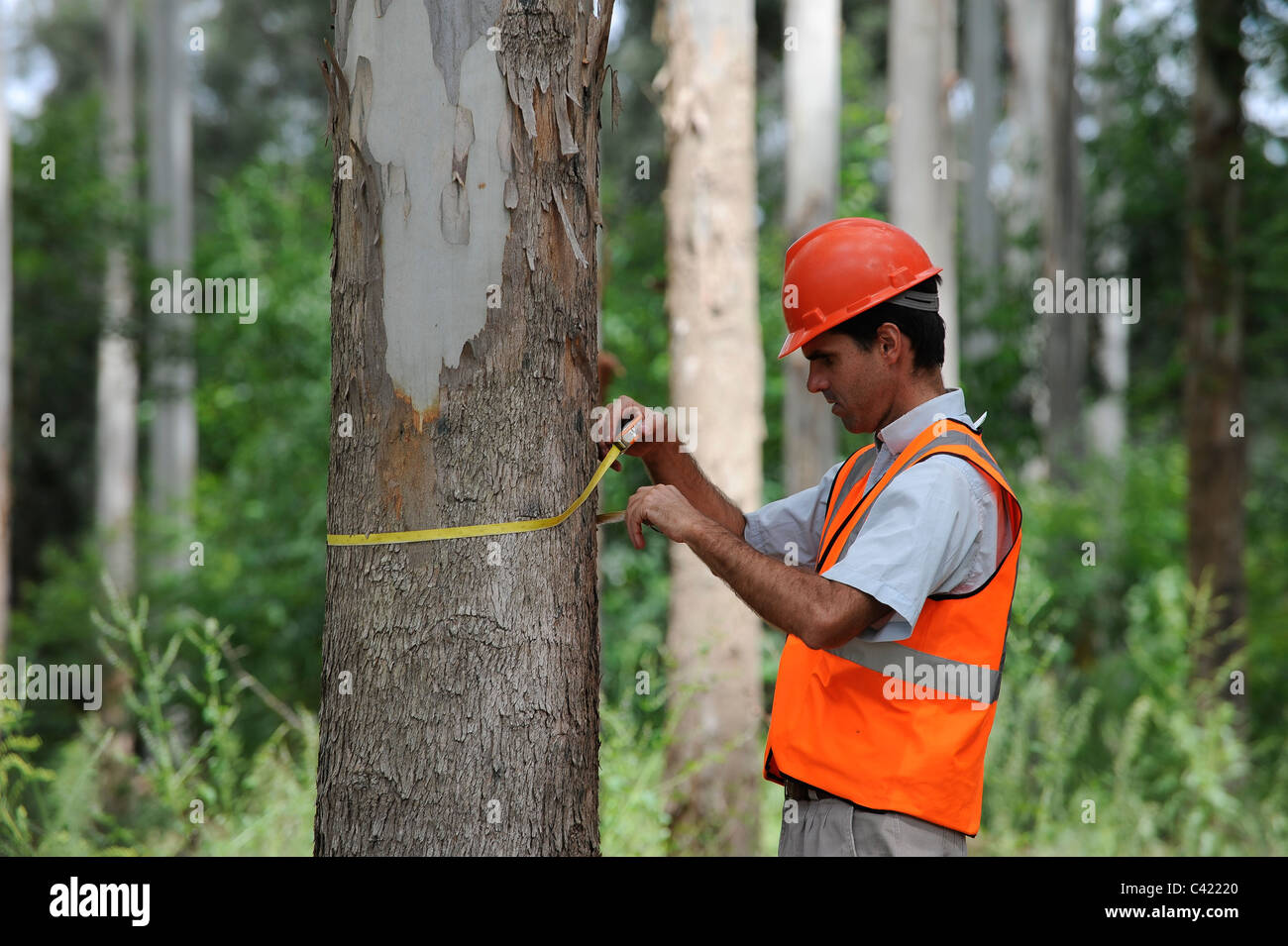 URUGUAY Rivera , FSC eucalyptus grande forest of company Urufor for ...