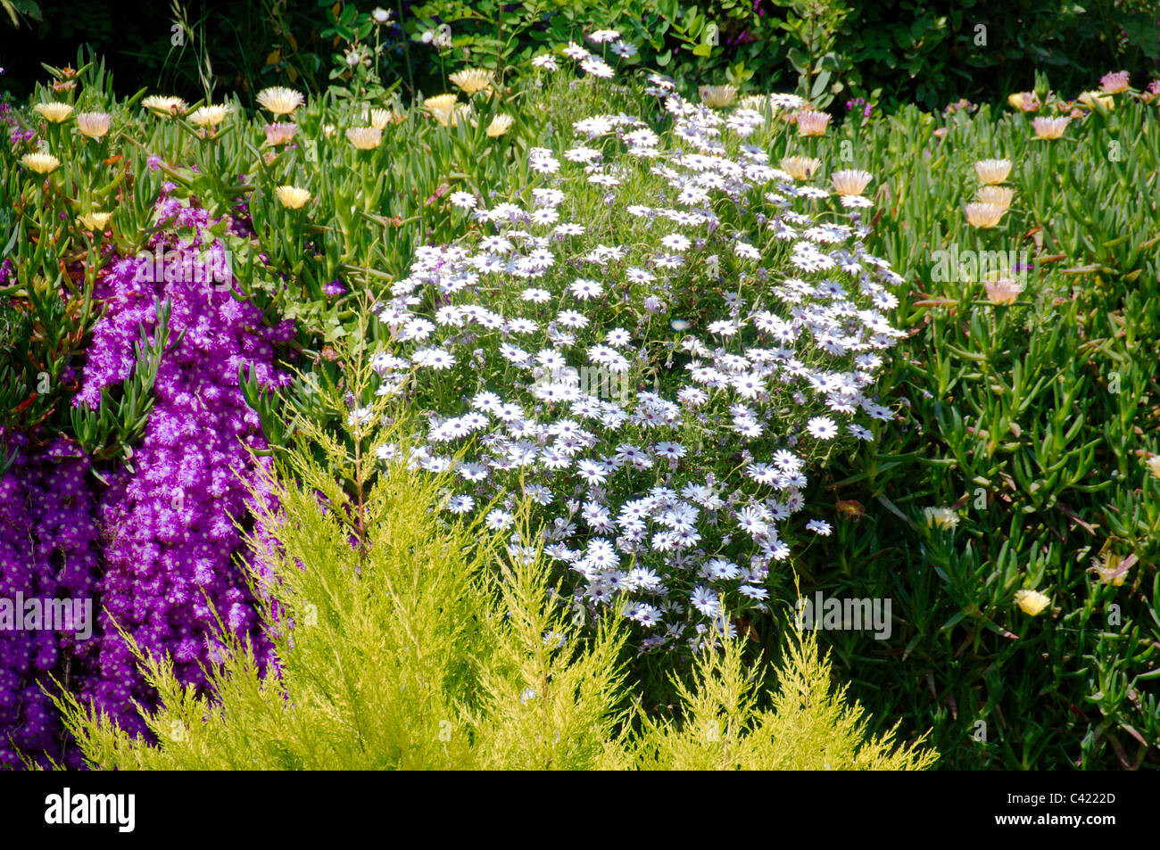 Turkish flowers hi-res stock photography and images - Alamy