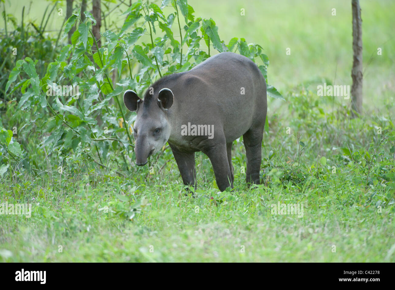 Brazilian Tapir (Tapirus terrestris) AKA South American Tapir, The ...