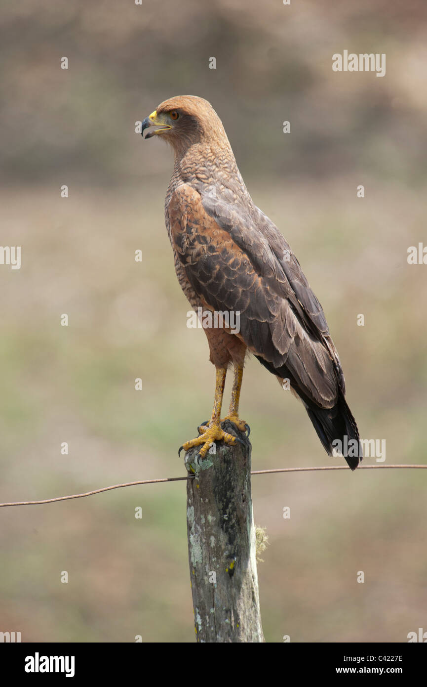 Savanna Hawk (Buteogallus meridionalis) perched on fence post, The ...