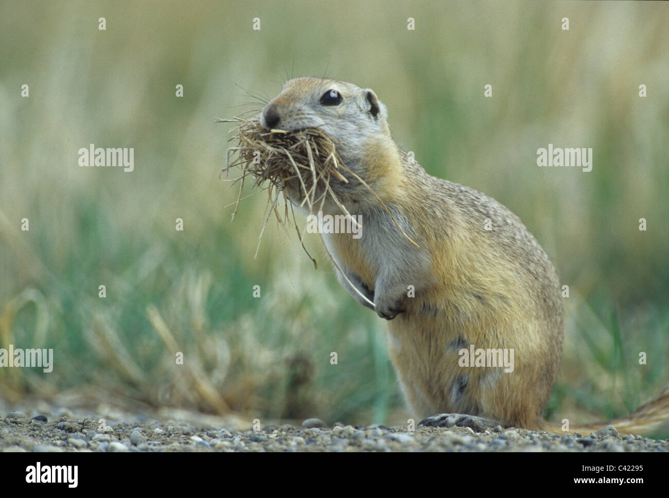 Richardson's Ground Squirrel (Spermophilus richardsonii), Banff ...