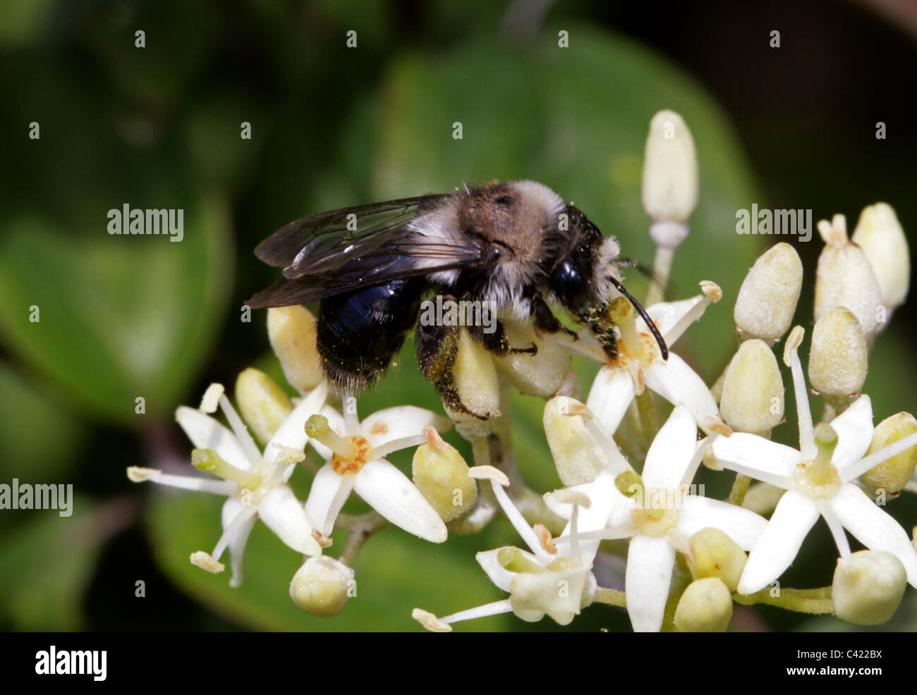 Andrena cineraria uk hi-res stock photography and images - Alamy