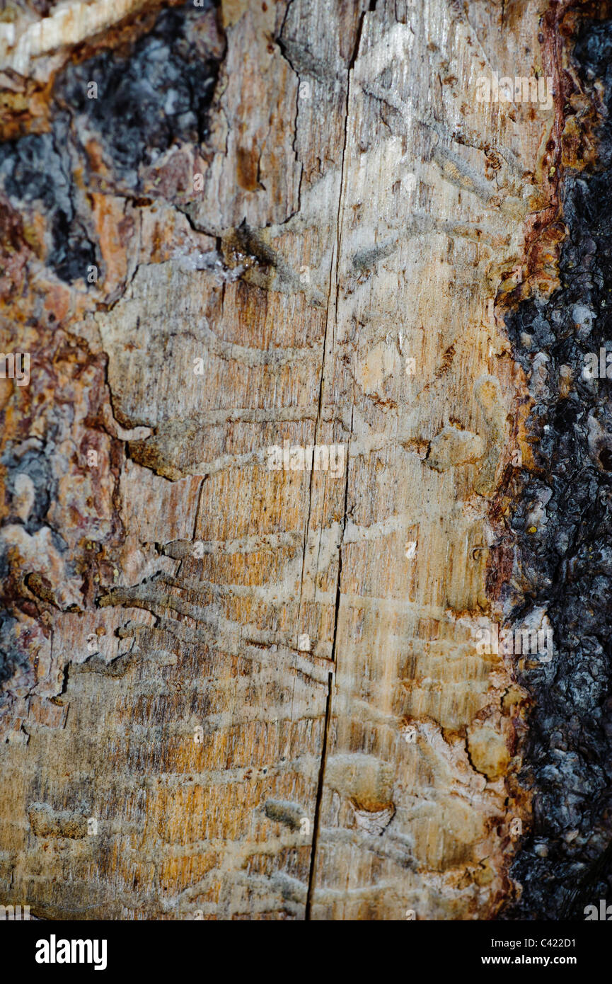 Mountain Pine Beetles invaded this Lodgepole pine and traveled along ...
