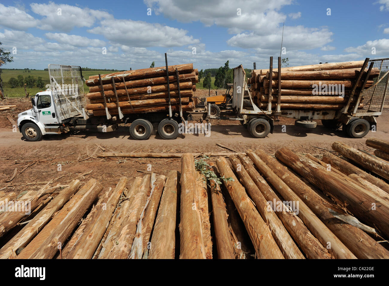 URUGUAY Rivera , FSC eucalyptus grande forest of company Urufor for ...
