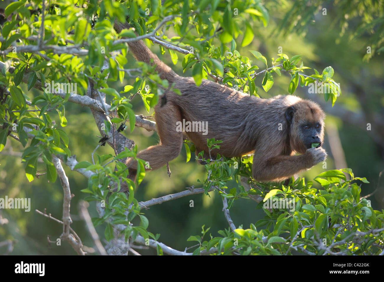 Female black howler monkey hi-res stock photography and images - Alamy