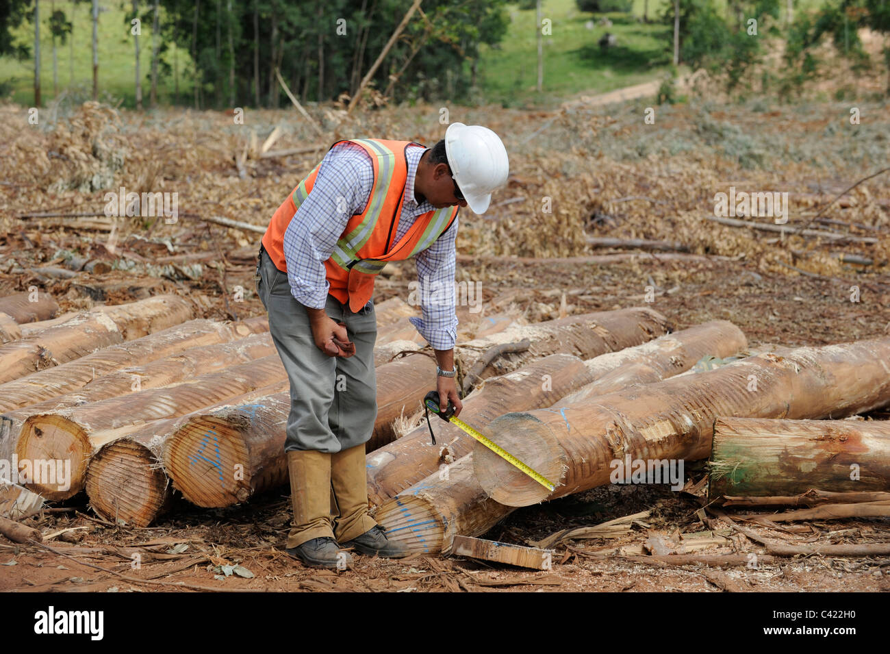 URUGUAY Rivera , FSC eucalyptus grande forest of company Urufor for ...