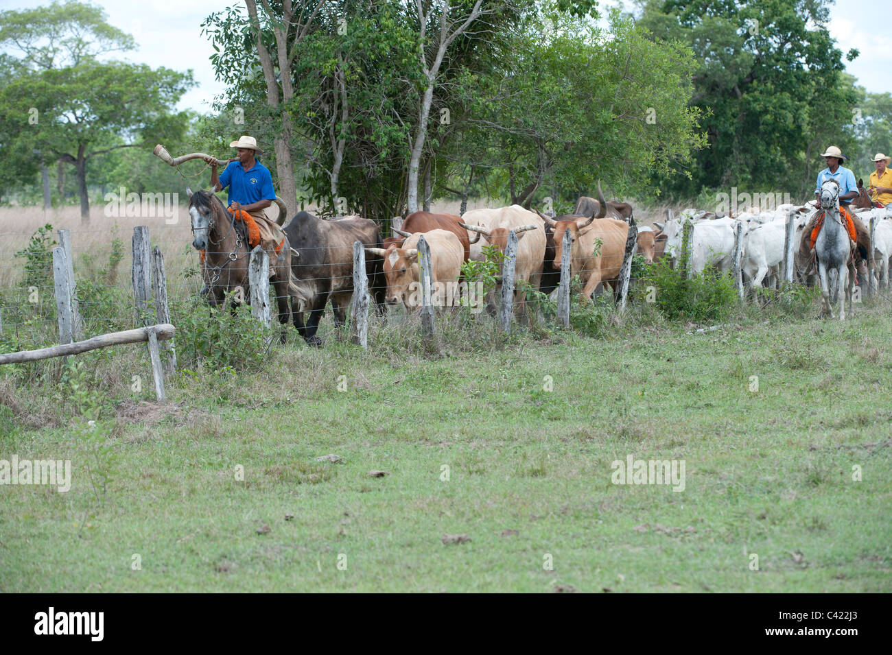 Pantaneiro cowboys collecting cattle, The Pantanal, Mato Grosso, Brazil ...
