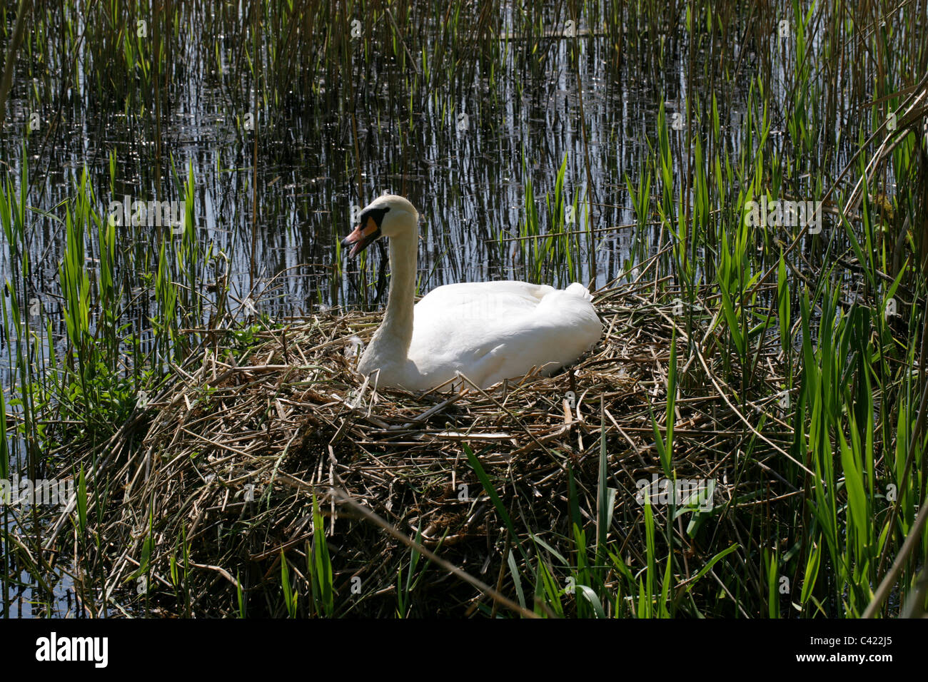 Female swan on nest with eggs hi-res stock photography and images - Alamy
