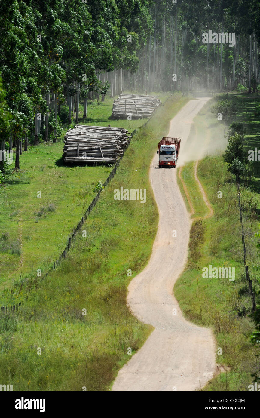 URUGUAY Rivera , FSC eucalyptus grande forest of company Urufor for ...