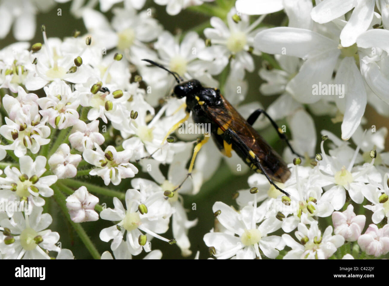 Sawfly, Macrophya montana, Tenthredinidae, Symphyta, Hymenoptera ...