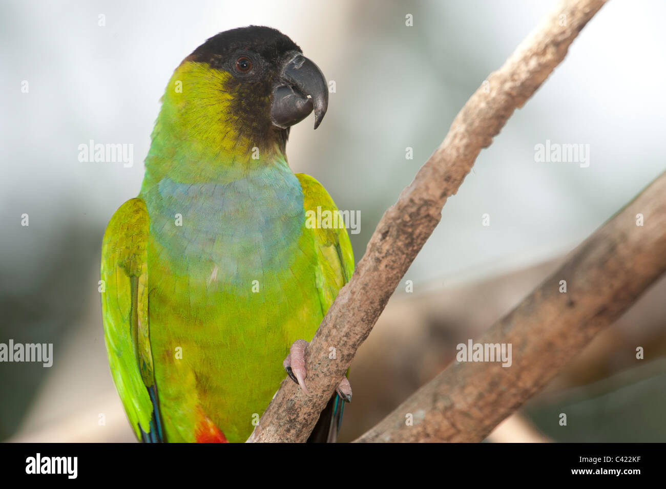 Nanday Parrakeet (Nandayus nenday), The Pantanal, Mato Grosso, Brazil ...