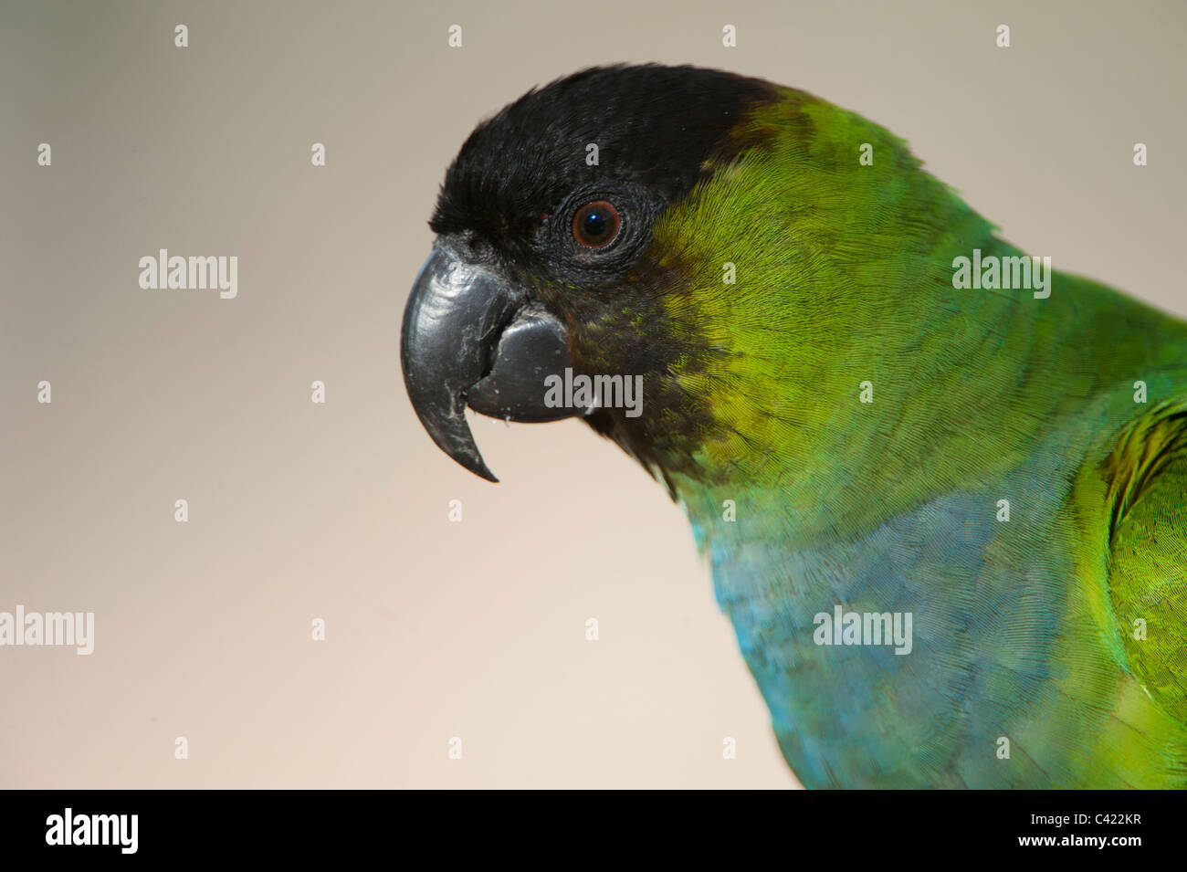 Nanday Parrakeet (Nandayus nenday), The Pantanal, Mato Grosso, Brazil ...