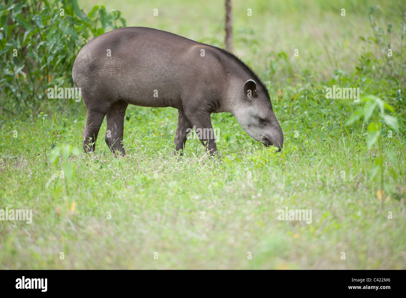 Brazilian Tapir (Tapirus terrestris) AKA South American Tapir, The ...