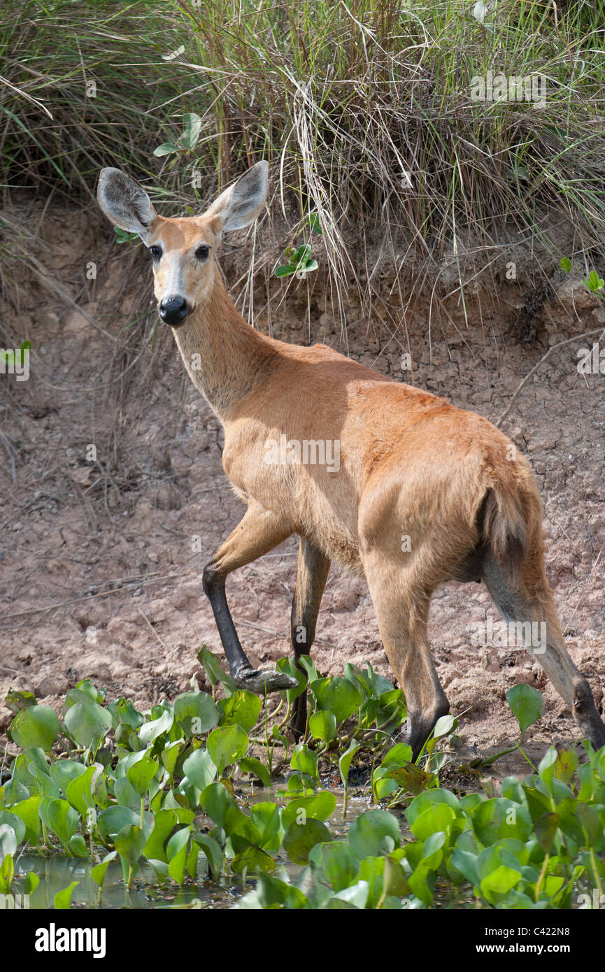Marsh Deer (Blastocerus dichotomus), the Pantanal, Brazil Stock Photo ...