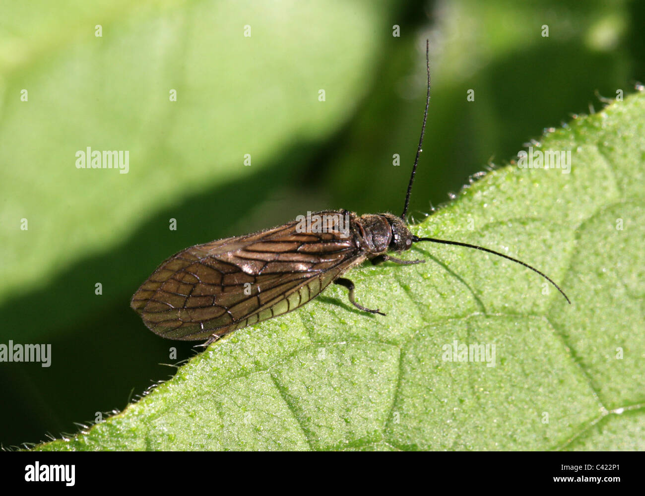 Alder Fly, Sialis lutaria, Sialidae, Megaloptera Stock Photo - Alamy