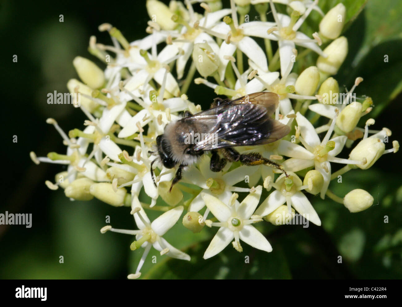 Ashy Mining-bee, Andrena cineraria, Andreninae, Andrenidae, Apoidea ...