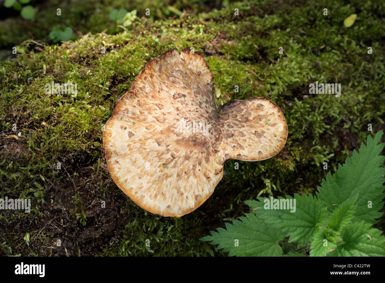 Tuberous polypore polyporus tuberaster polyporaceae hi-res stock ...