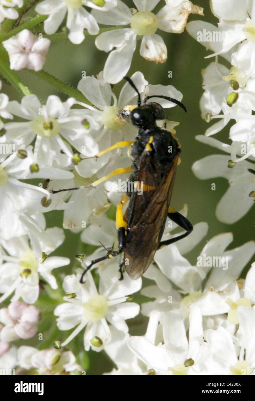Female sawfly hi-res stock photography and images - Alamy