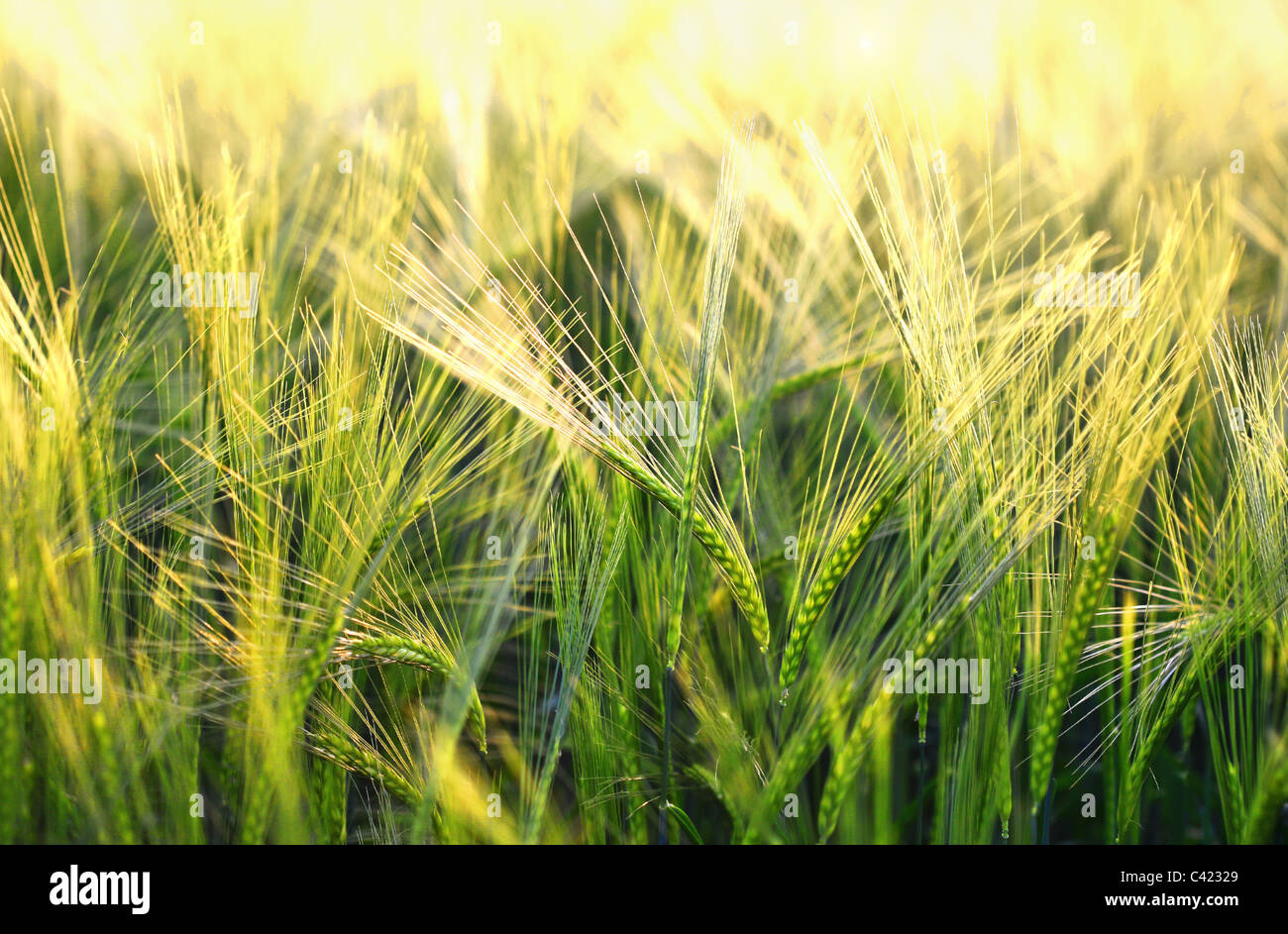 Wheat field with back light Stock Photo - Alamy