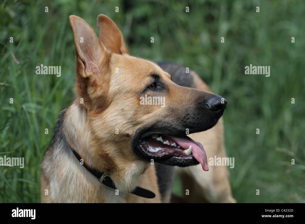german shepherd dog Alsatian Stock Photo - Alamy